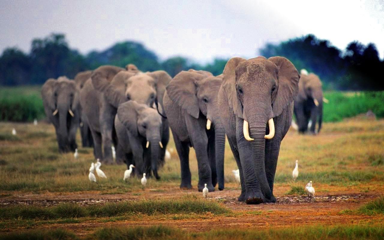 Obrigado por terem caminhado com os elefantes em 2017 - Editora Elefante